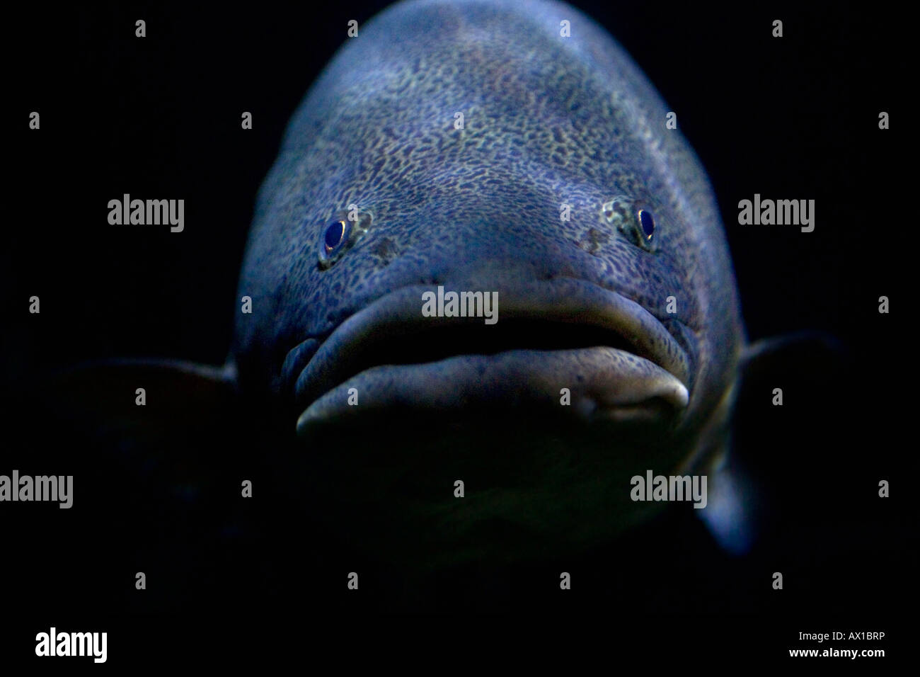 A tropical fish Stock Photo - Alamy