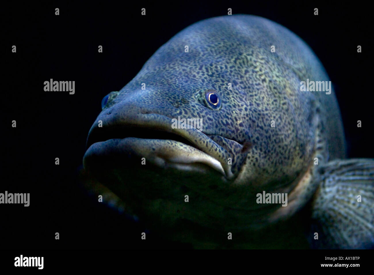 A tropical fish Stock Photo - Alamy