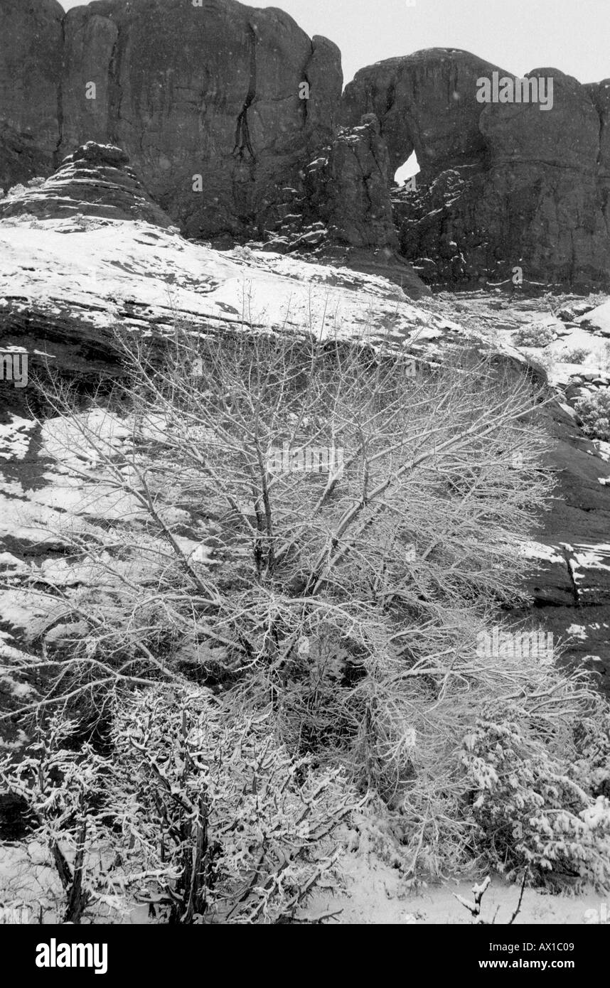 Arch tree Black and White Stock Photos & Images - Alamy