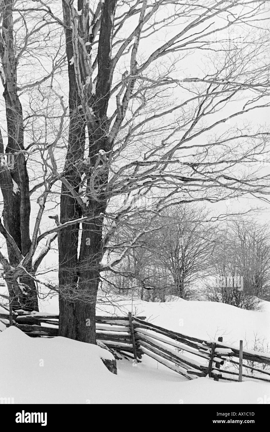 Trees exterior Black and White Stock Photos & Images - Alamy