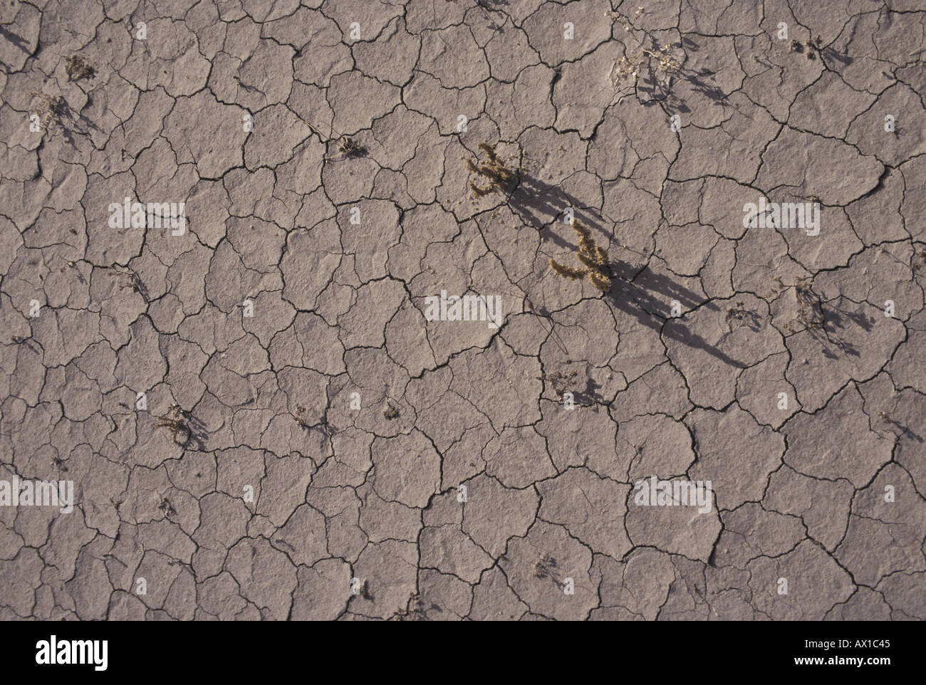 Plants in parched earth hi-res stock photography and images - Alamy