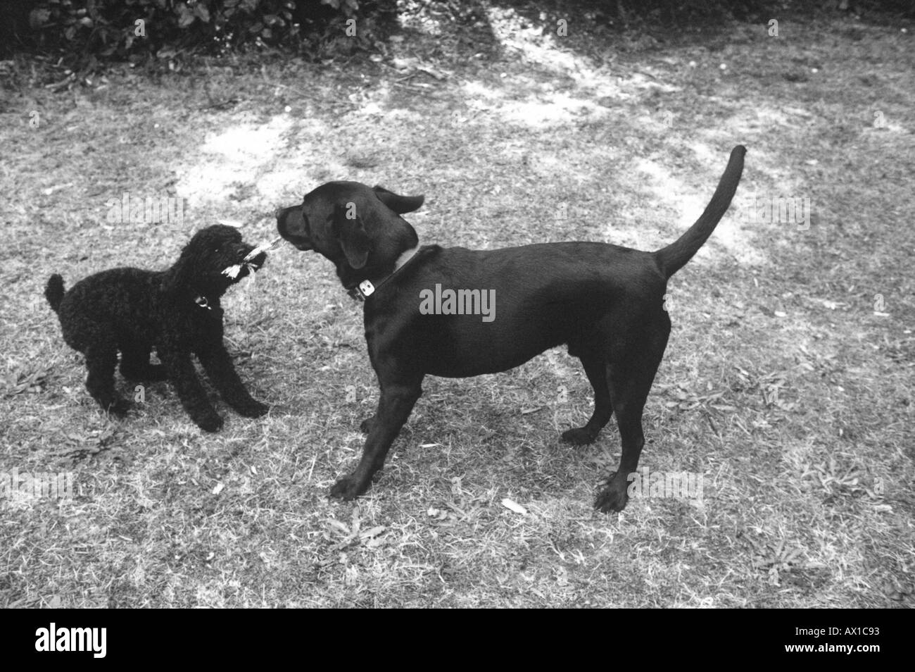 Two dogs compete over toy Stock Photo - Alamy