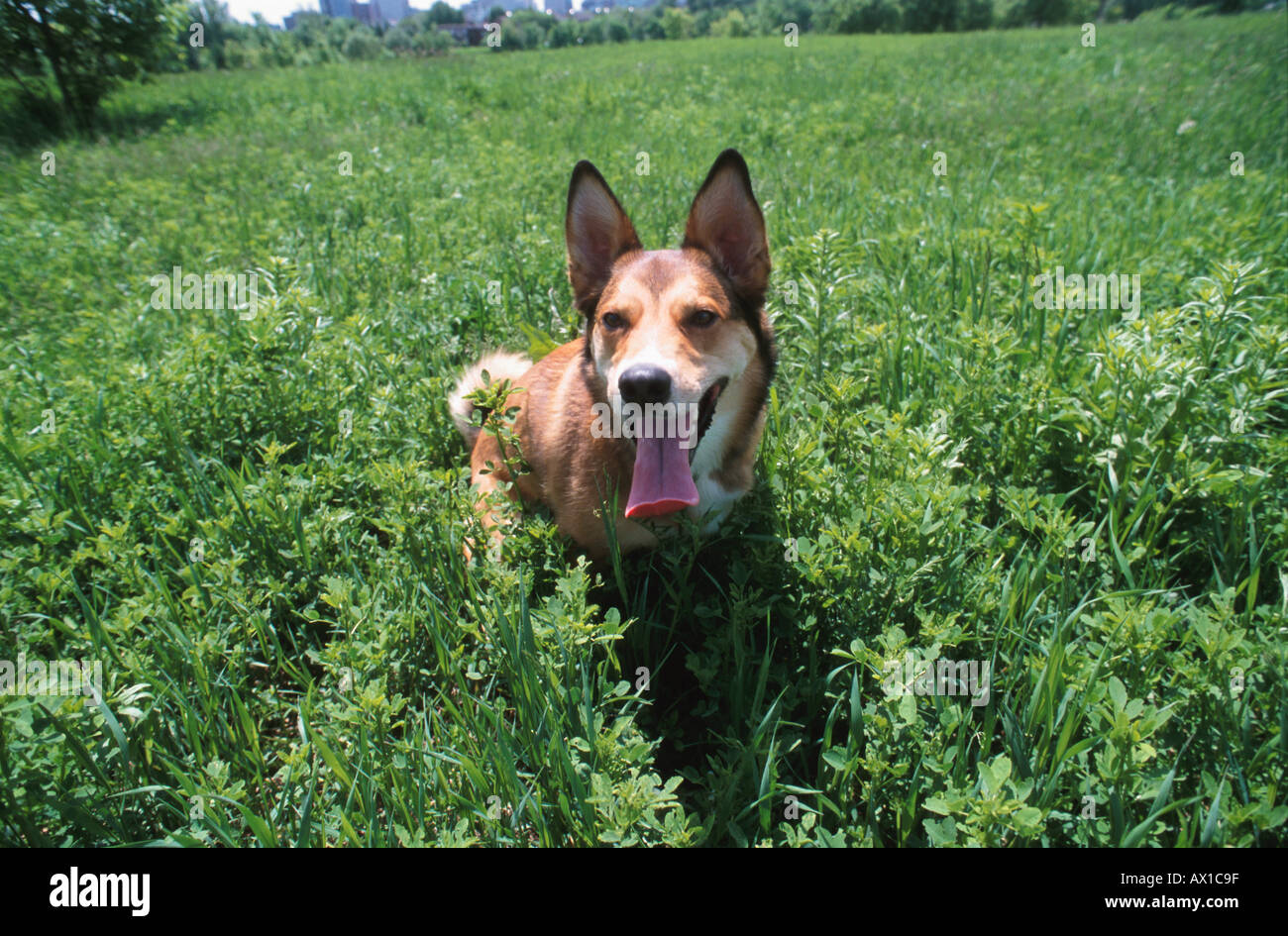 Dog in field 0001 Stock Photo - Alamy