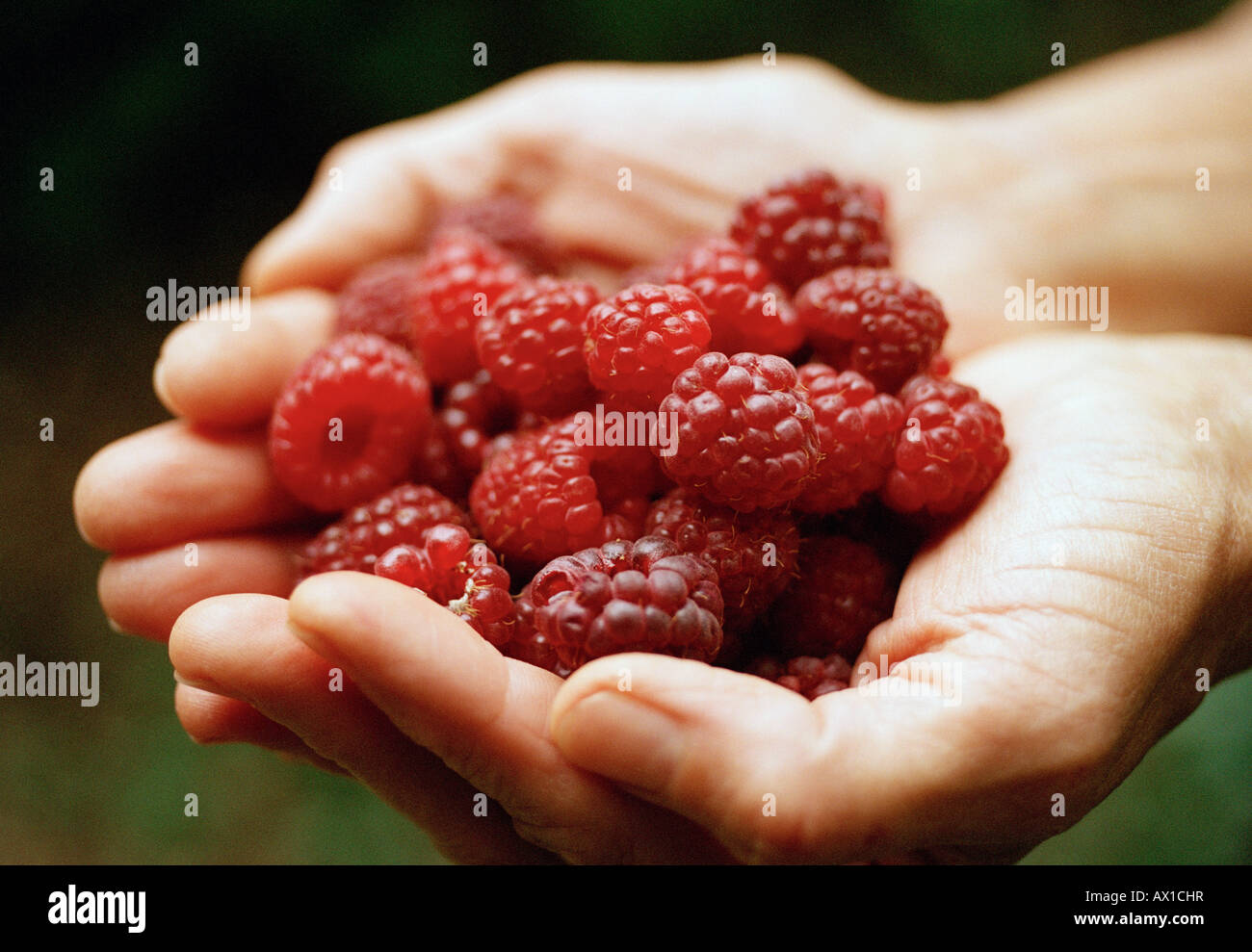 Hands cupped holding raspberries Stock Photo - Alamy
