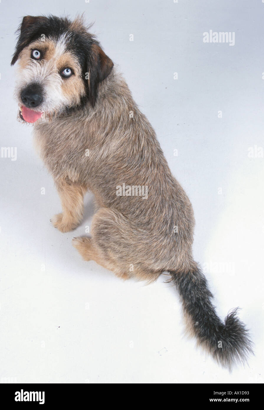 Dog over shoulder hi-res stock photography and images - Alamy