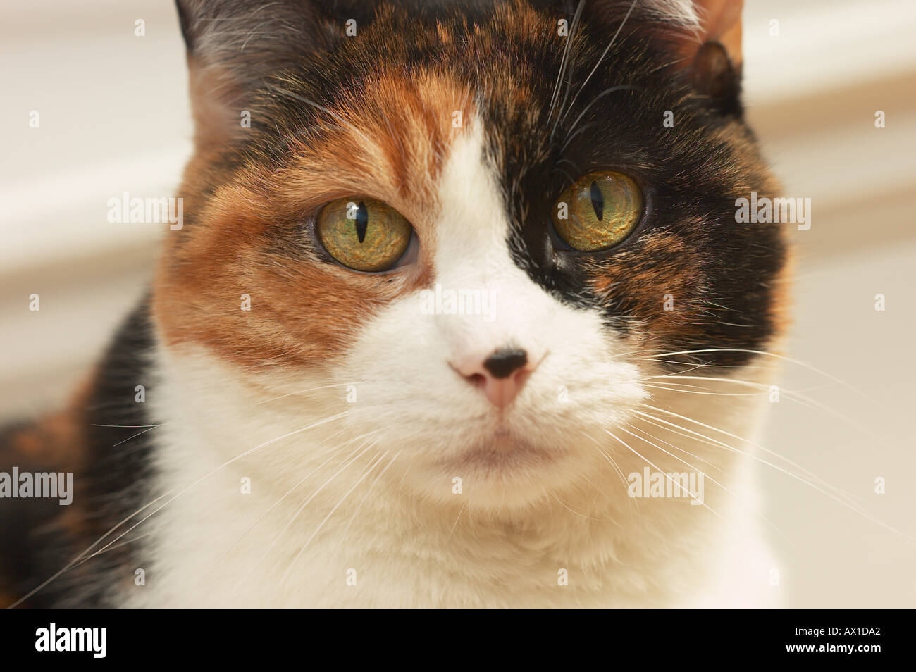 Close up of cat s face 6 Stock Photo - Alamy