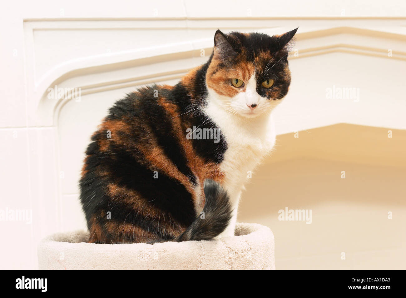 White mantle hi-res stock photography and images - Alamy