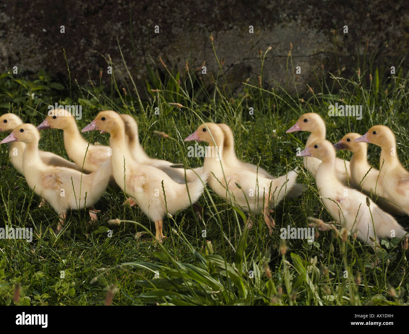 Group ducklings walking in hi-res stock photography and images - Alamy