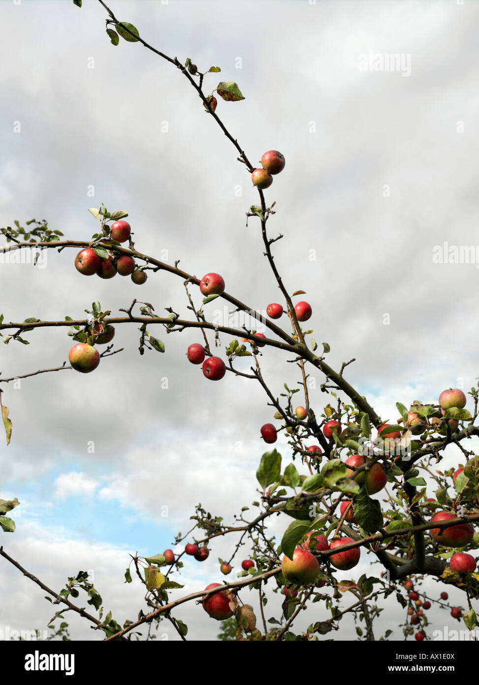 An apple tree Stock Photo - Alamy