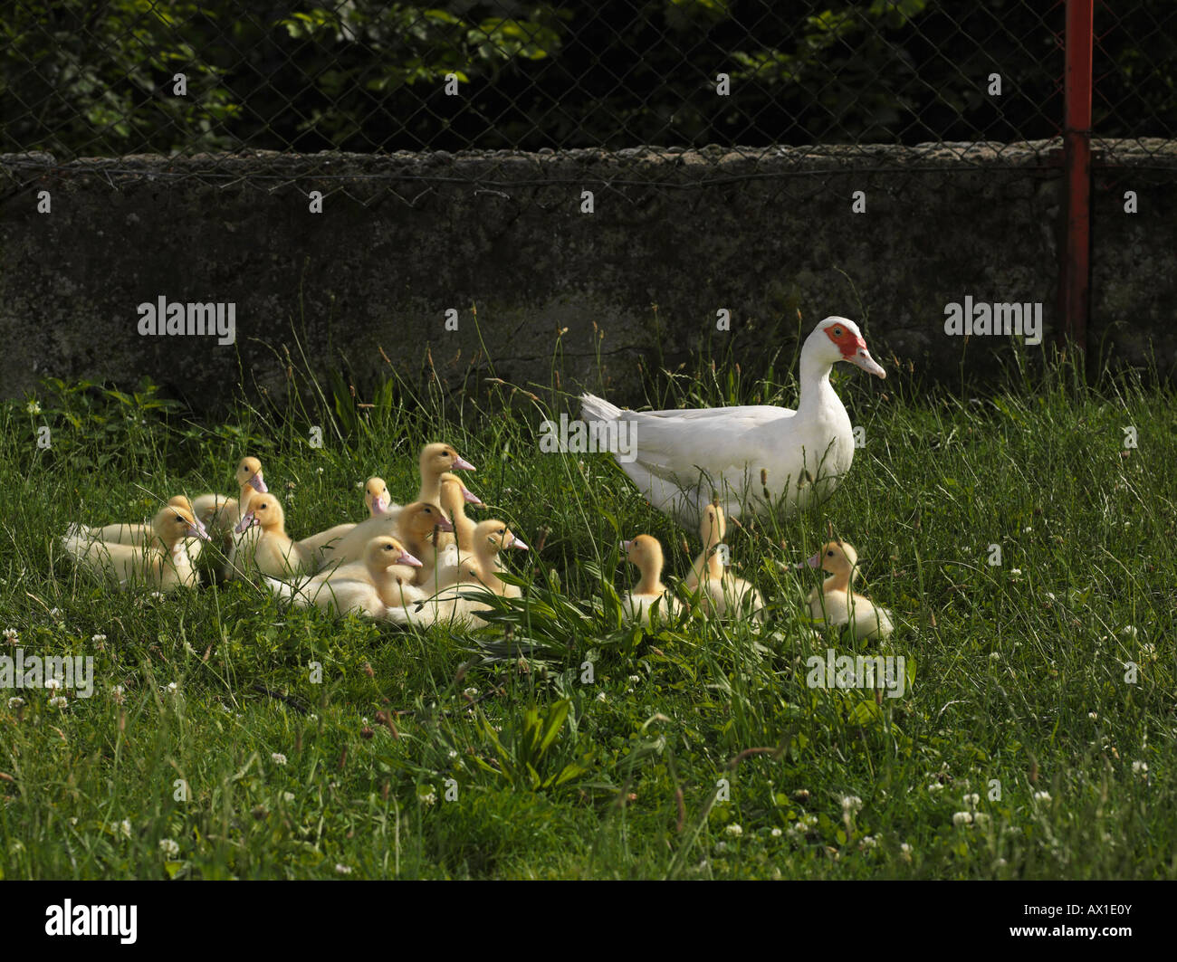 A family of ducks Stock Photo - Alamy