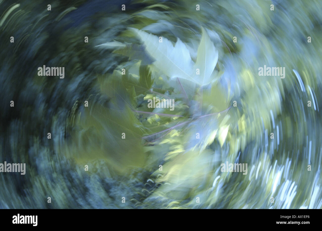Leaves in a whirlwind Stock Photo - Alamy