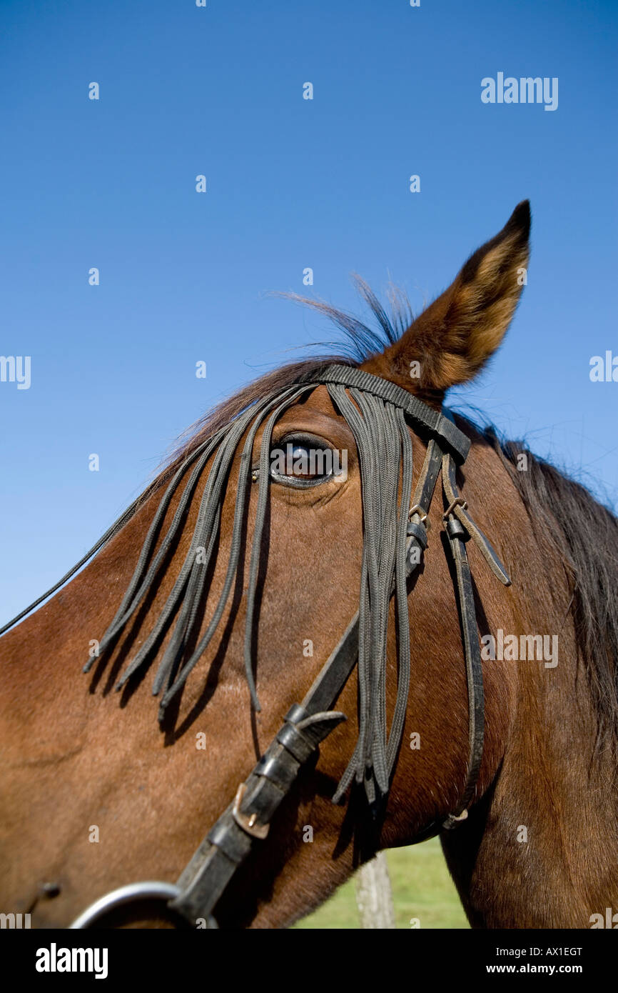 A horse wearing a bridle Stock Photo - Alamy