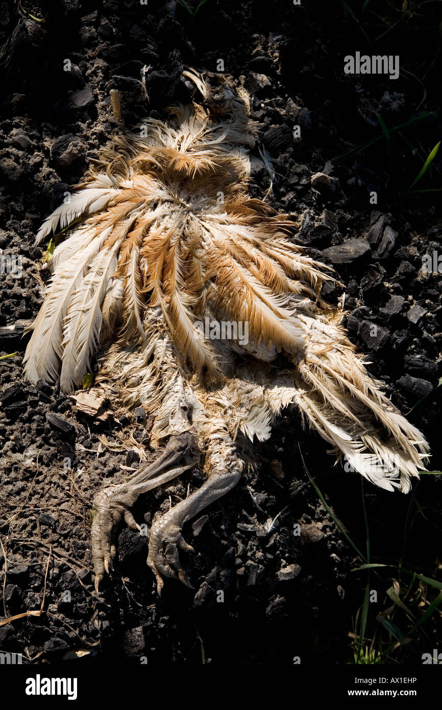 A dead bird Stock Photo - Alamy