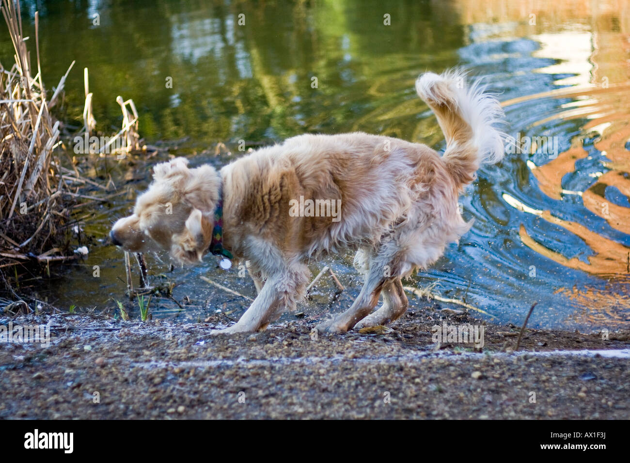 Doggy Shaking it out!! Stock Photo - Alamy