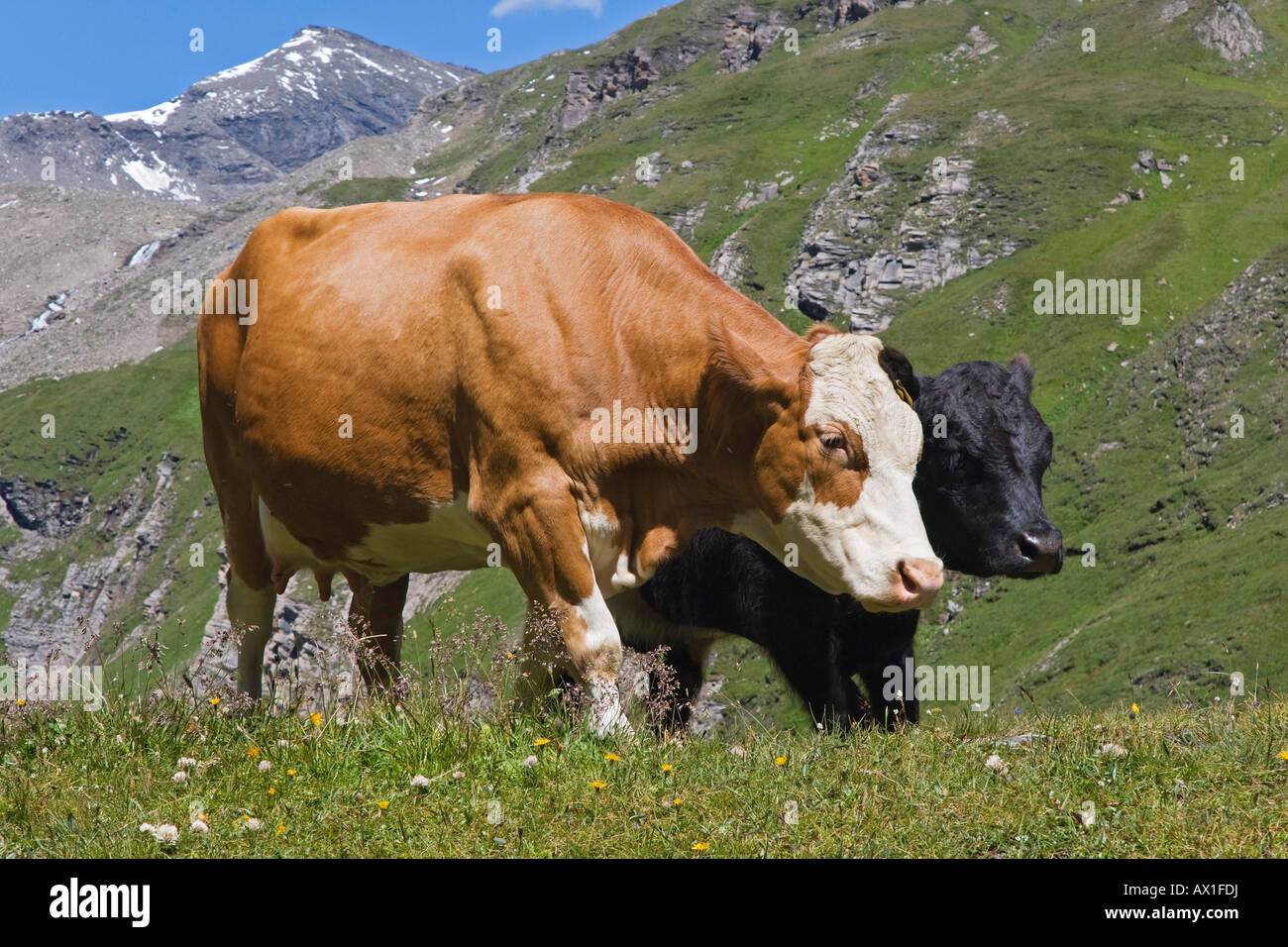 Cows on a pasture, Grossglockner High Alpine Road, national park Hohe ...