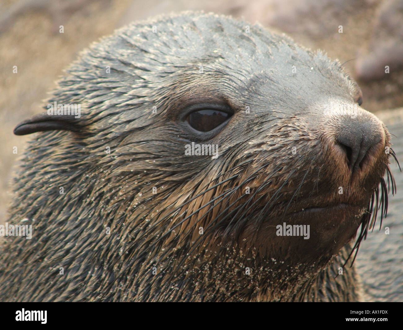 A close-up of an adult Cape Fur Seal at Cape Cross Seal Colony on the ...