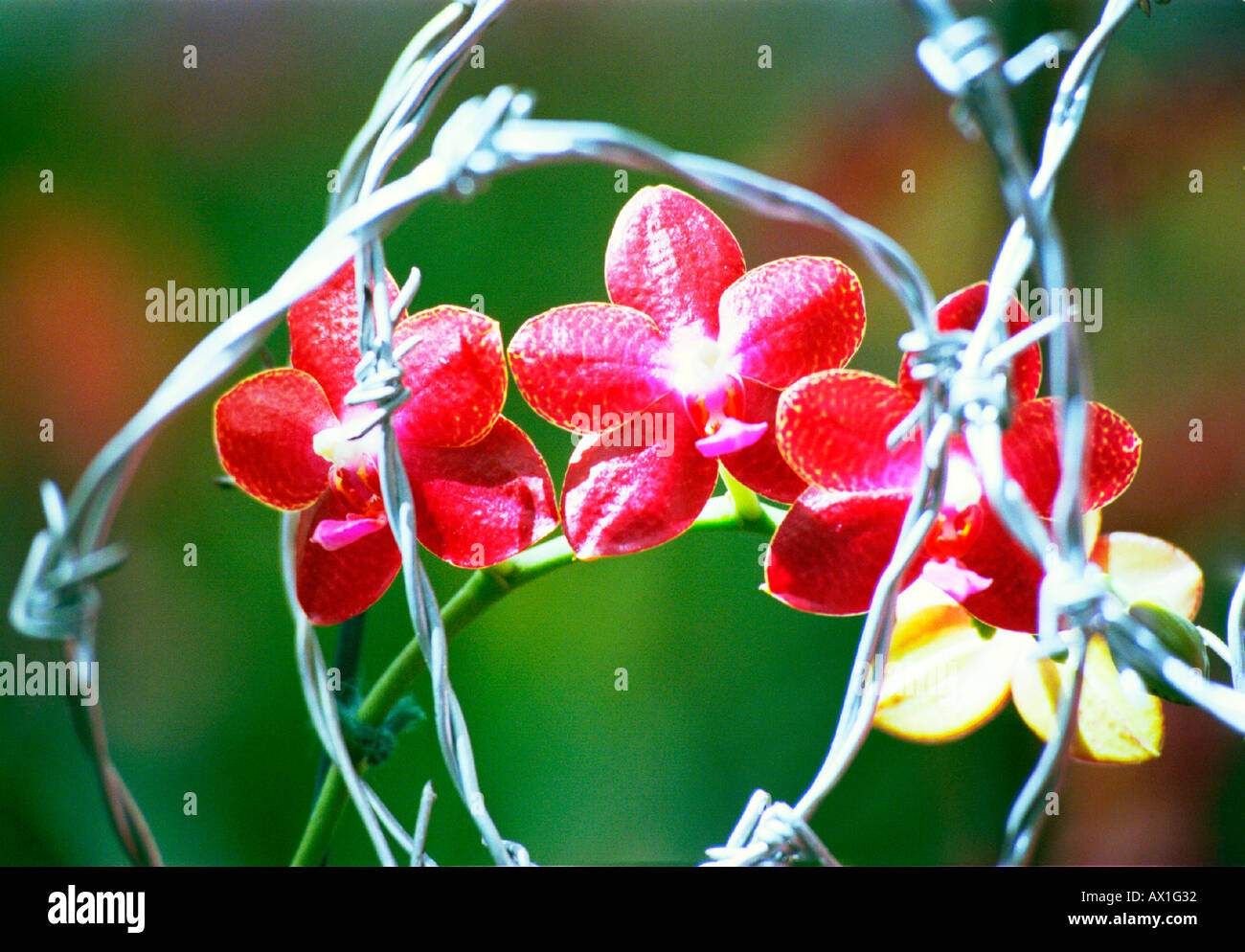 A very rare Red Moth Orchid valued at over 10000 pounds sterling Stock ...