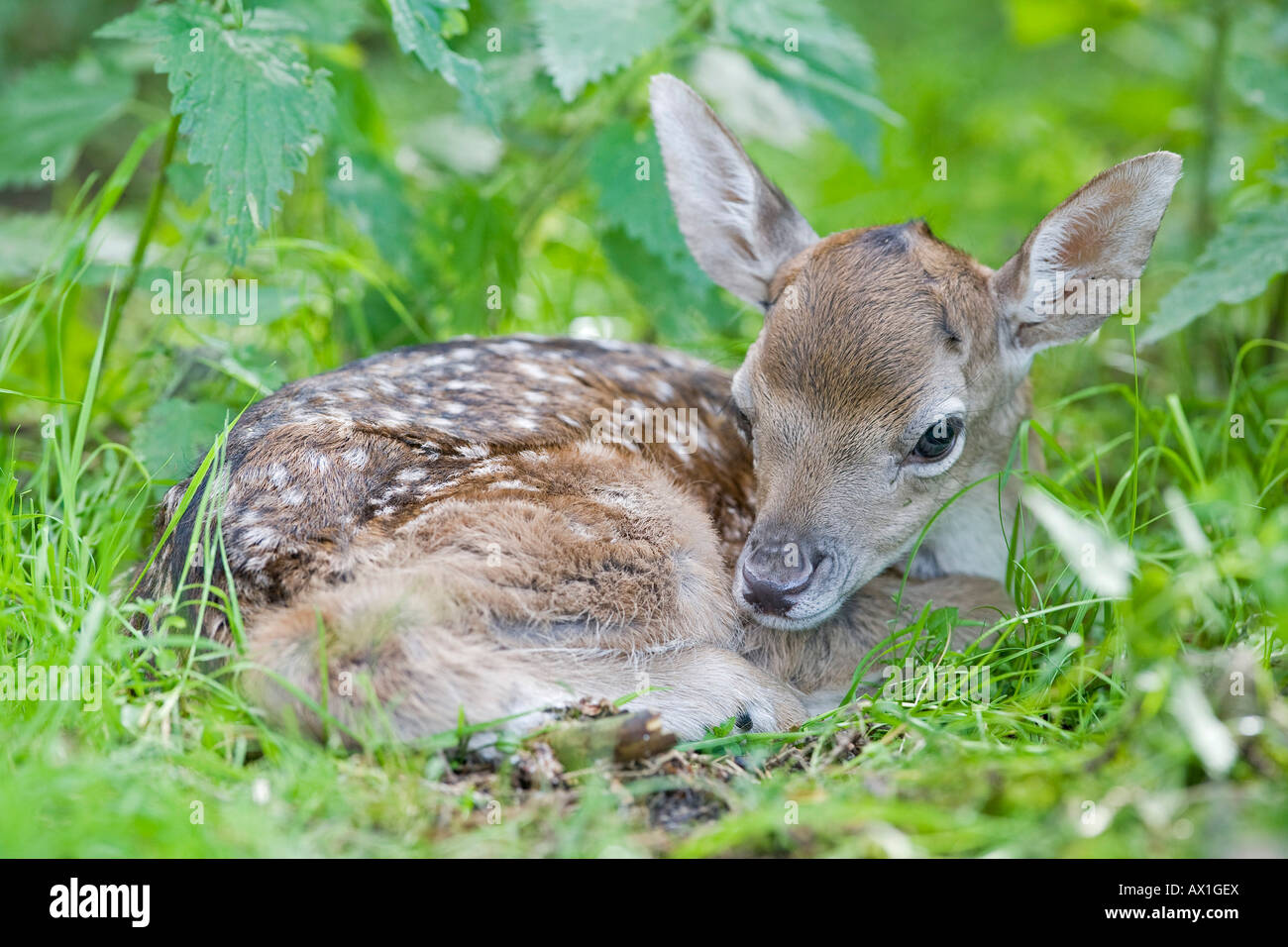 European fallow deer, fawn - (Dama dama dama Stock Photo - Alamy