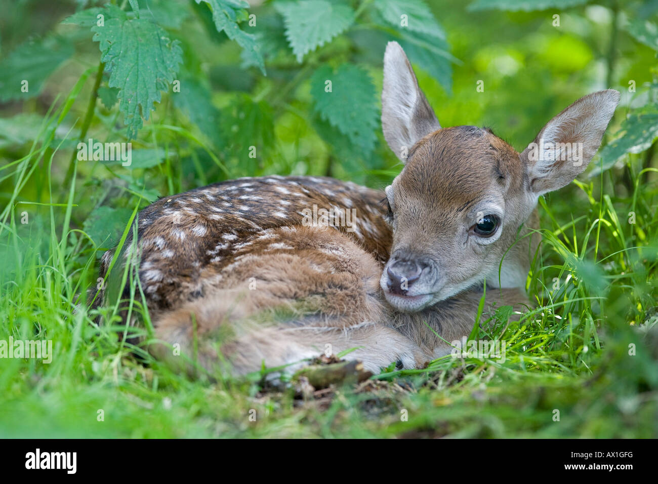 European fallow deer, fawn - (Dama dama dama Stock Photo - Alamy
