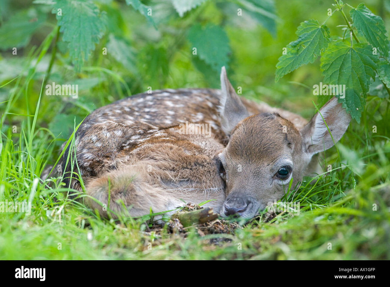 European fallow deer, fawn - (Dama dama dama Stock Photo - Alamy