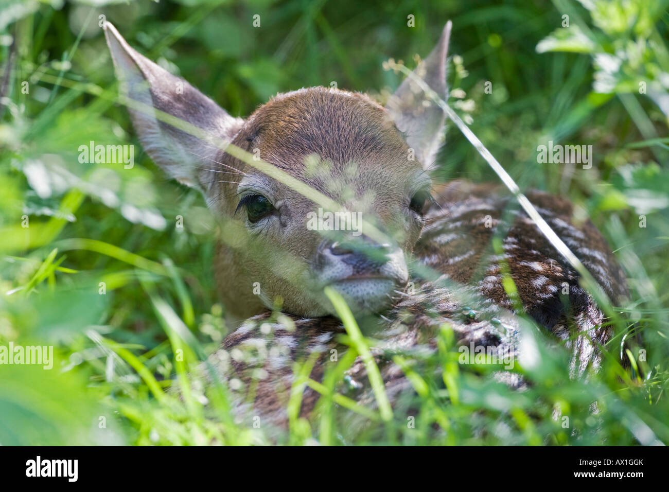 European fallow deer, fawn - (Dama dama dama Stock Photo - Alamy