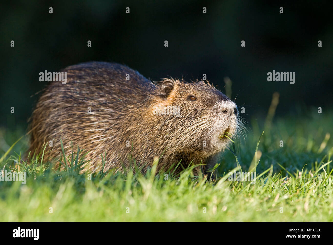 Nutria, Coypu - (Myocastor coypus Stock Photo - Alamy