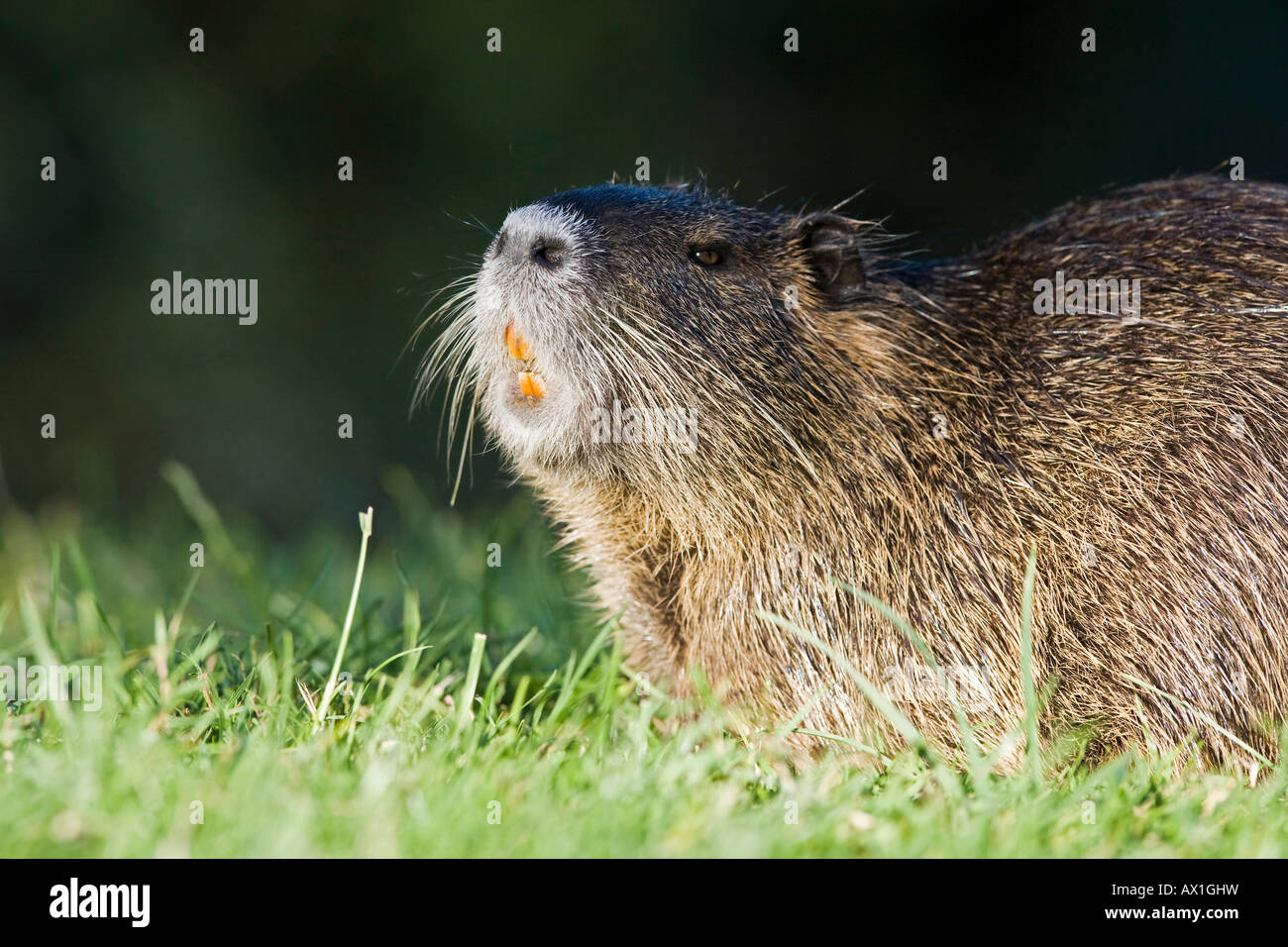 Nutria, Coypu - (Myocastor coypus Stock Photo - Alamy