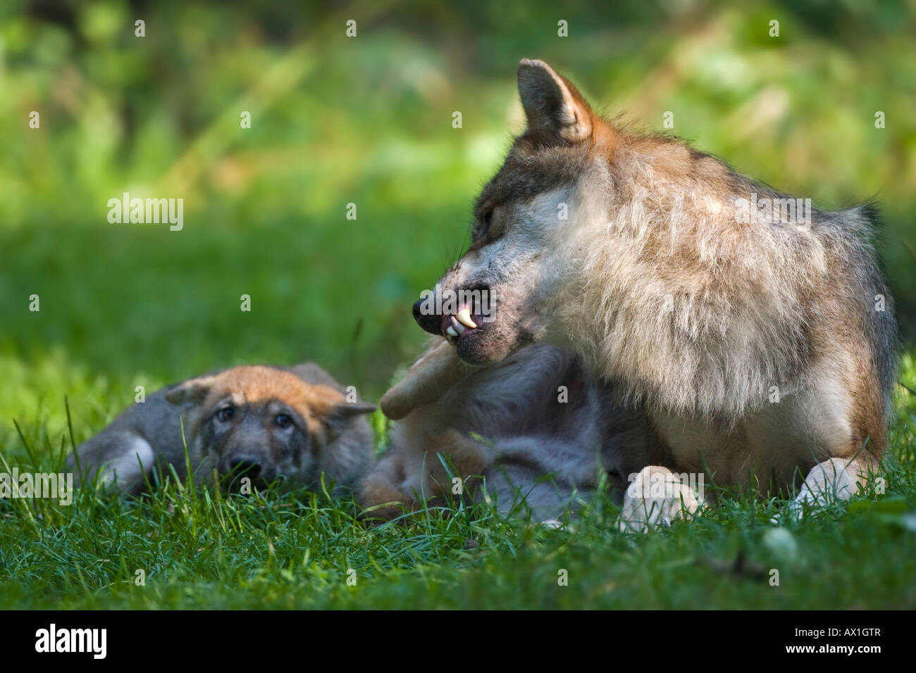 Baby Wolves Playing