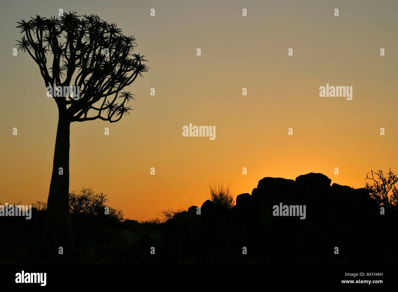 Quiver tree, sunset, Quiver tree forest, Farm Gariganus, Keetmannshoop ...