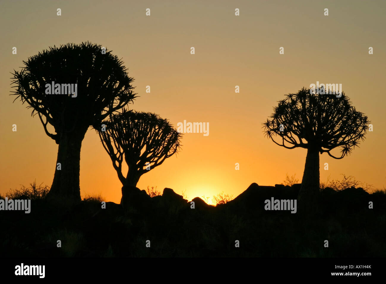 Quiver trees, sunset, Quiver tree forest, Farm Gariganus, Keetmannshoop ...