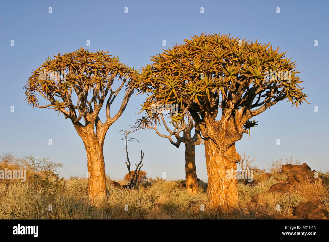 Quiver trees, Quiver tree forest, Farm Gariganus, Keetmannshoop ...