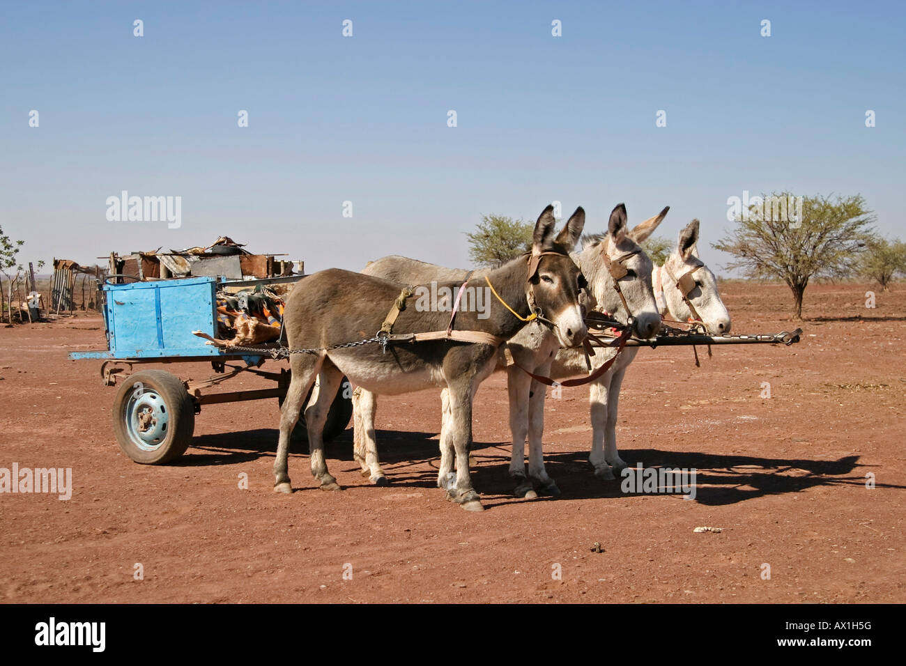 Donkeys with Donkey cart, South of Namibia, Africa Stock Photo - Alamy