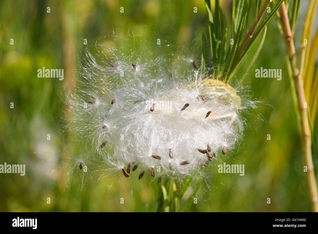 Wild cotton plant (Gossypium) , Namibia, Africa Stock Photo - Alamy