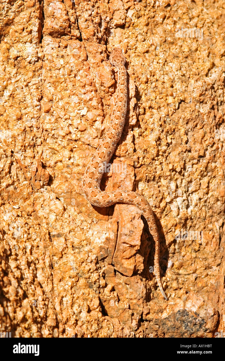 Snake - Genus (Cerastes), Tiras Mountain, Namibia, Africa Stock Photo ...