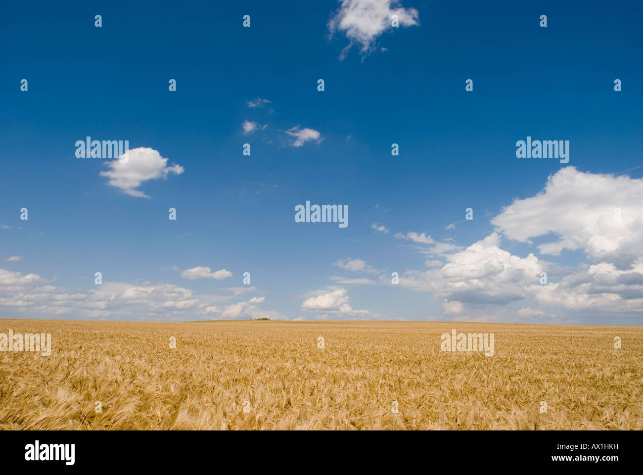 Beige wheat hi-res stock photography and images - Alamy
