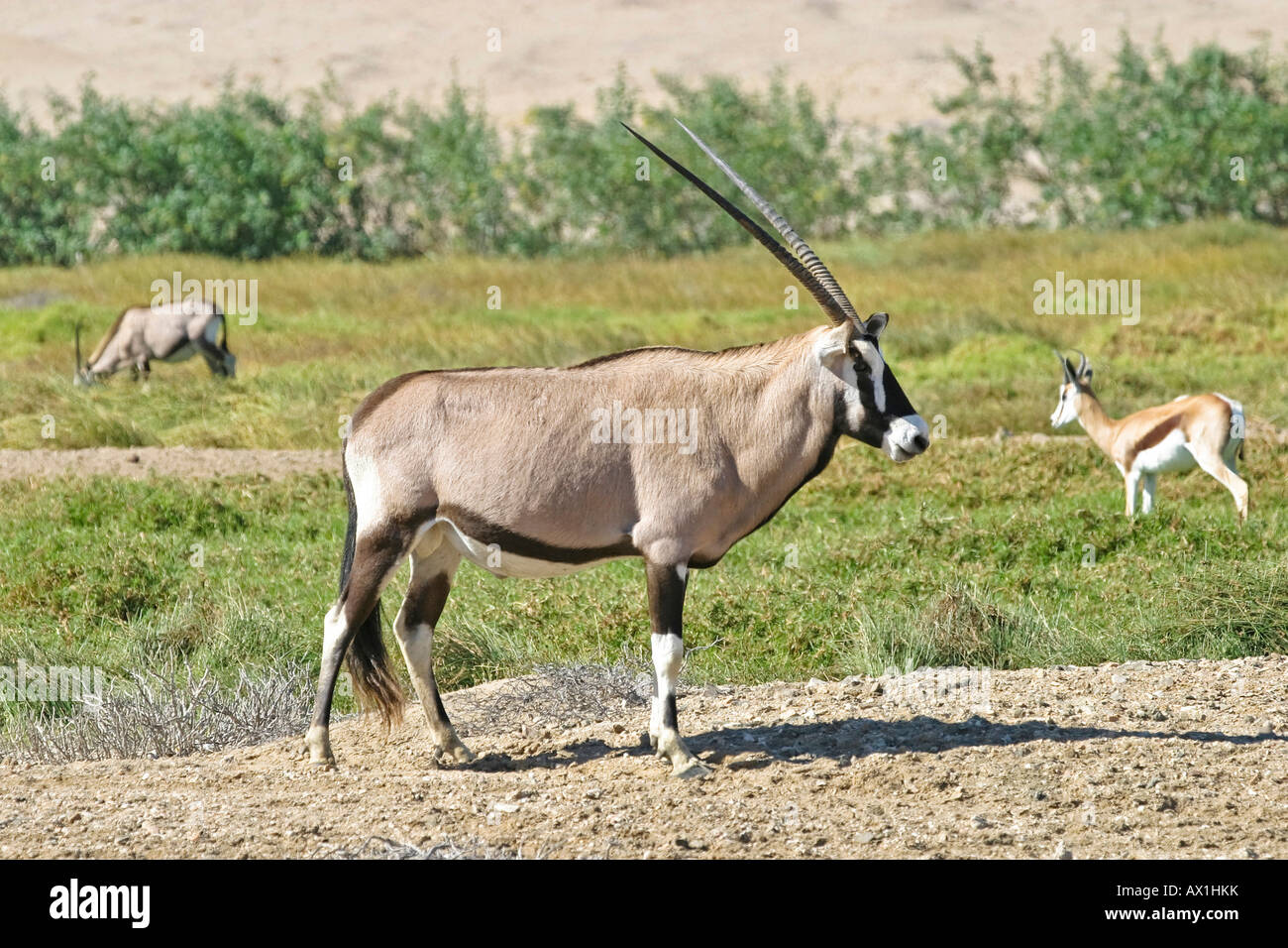 Springbock antidorcas marsupialis hi-res stock photography and images ...