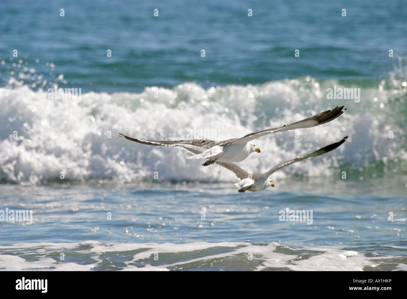 Albatross (Diomedeidae), Atlantic, Namibia, Africa Stock Photo - Alamy
