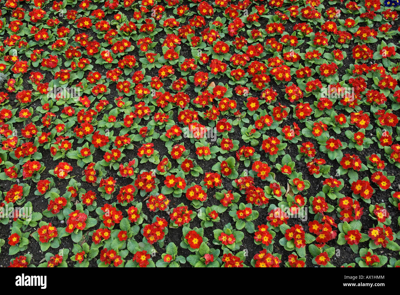 primrose flower bed in garden Stock Photo - Alamy