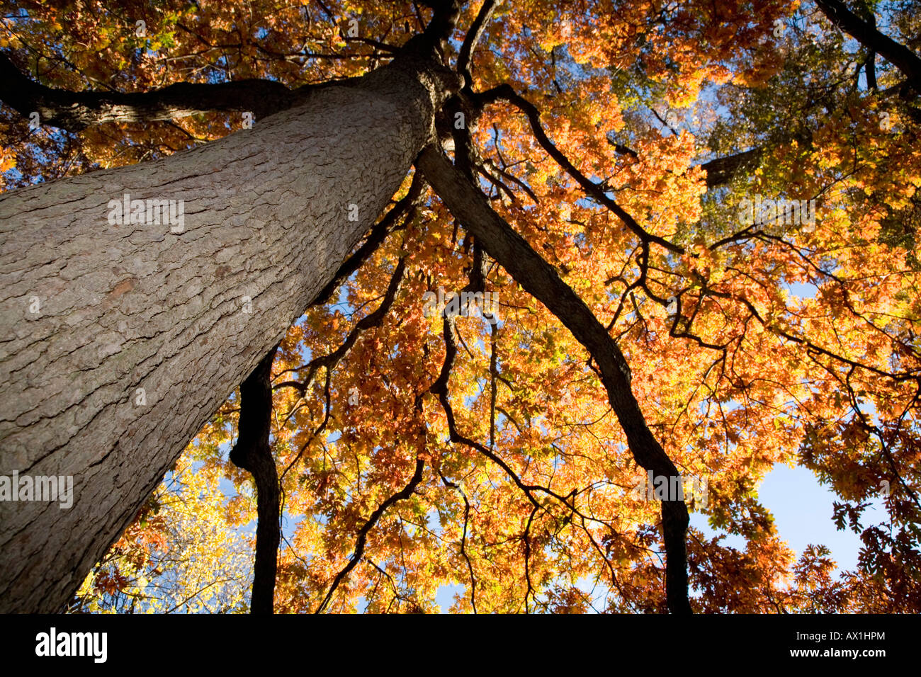 A tree in autumn Stock Photo - Alamy