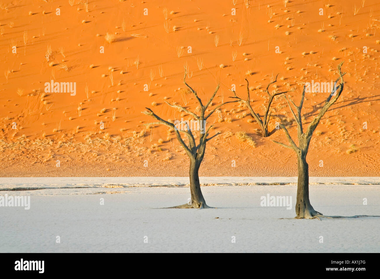 Dead Trees between dunes in the Namib desert, Deadvlei, Namibia, Africa ...