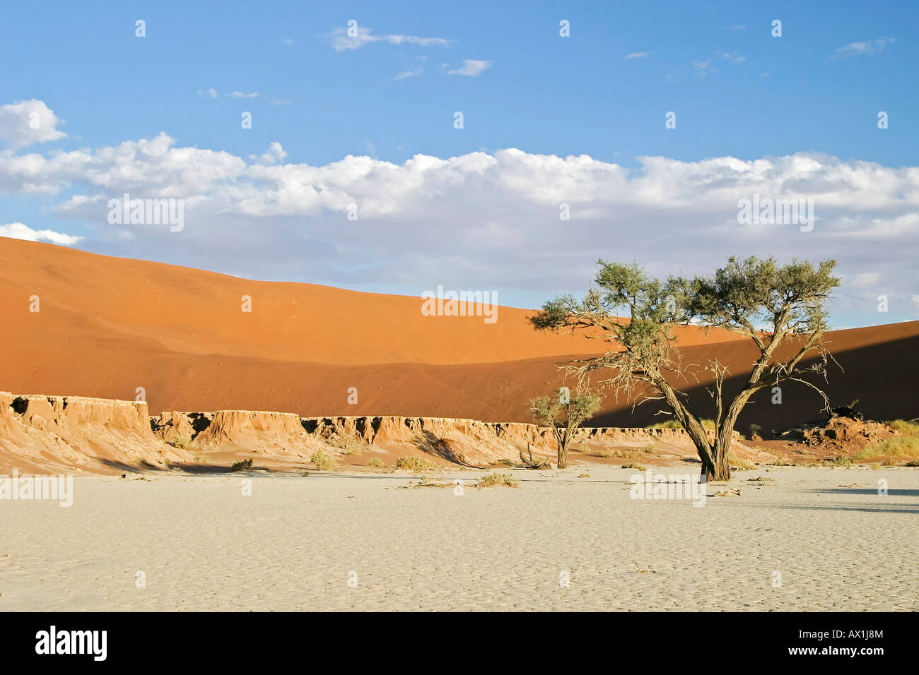 Trees between dunes in the Namib desert, Deadvlei, Namibia, Africa ...