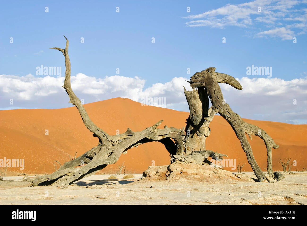 Dead Trees between dunes in the Namib desert, Deadvlei, Namibia, Africa ...