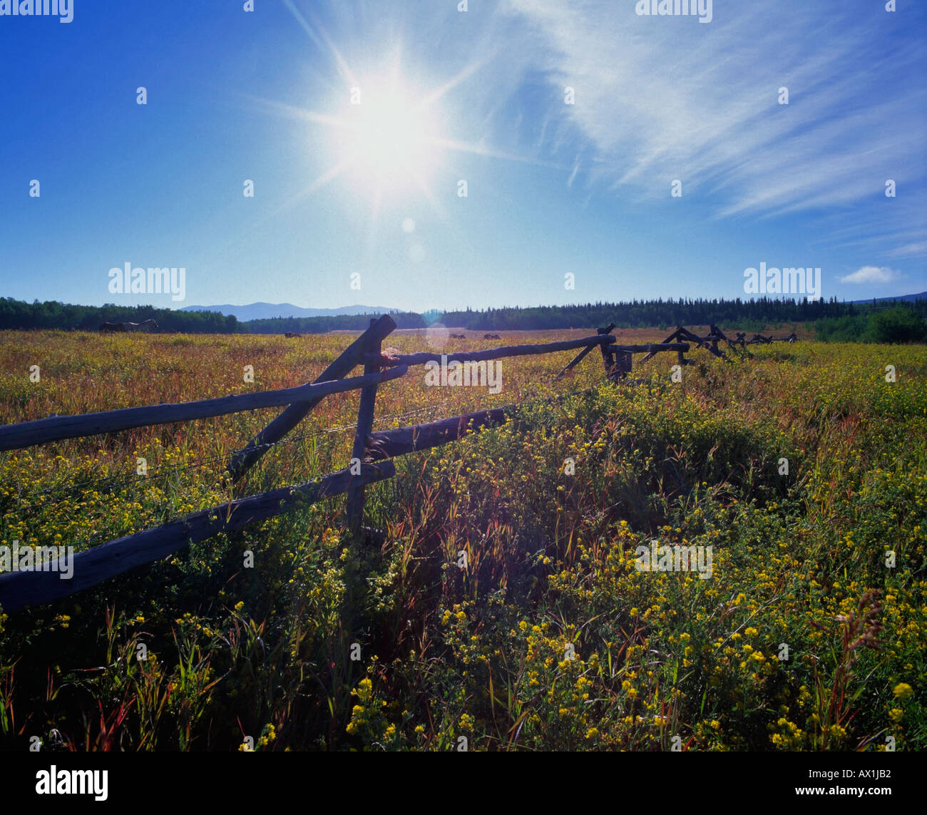 Rural fence field Haines Junction Yukon Territory Canada Stock Photo ...