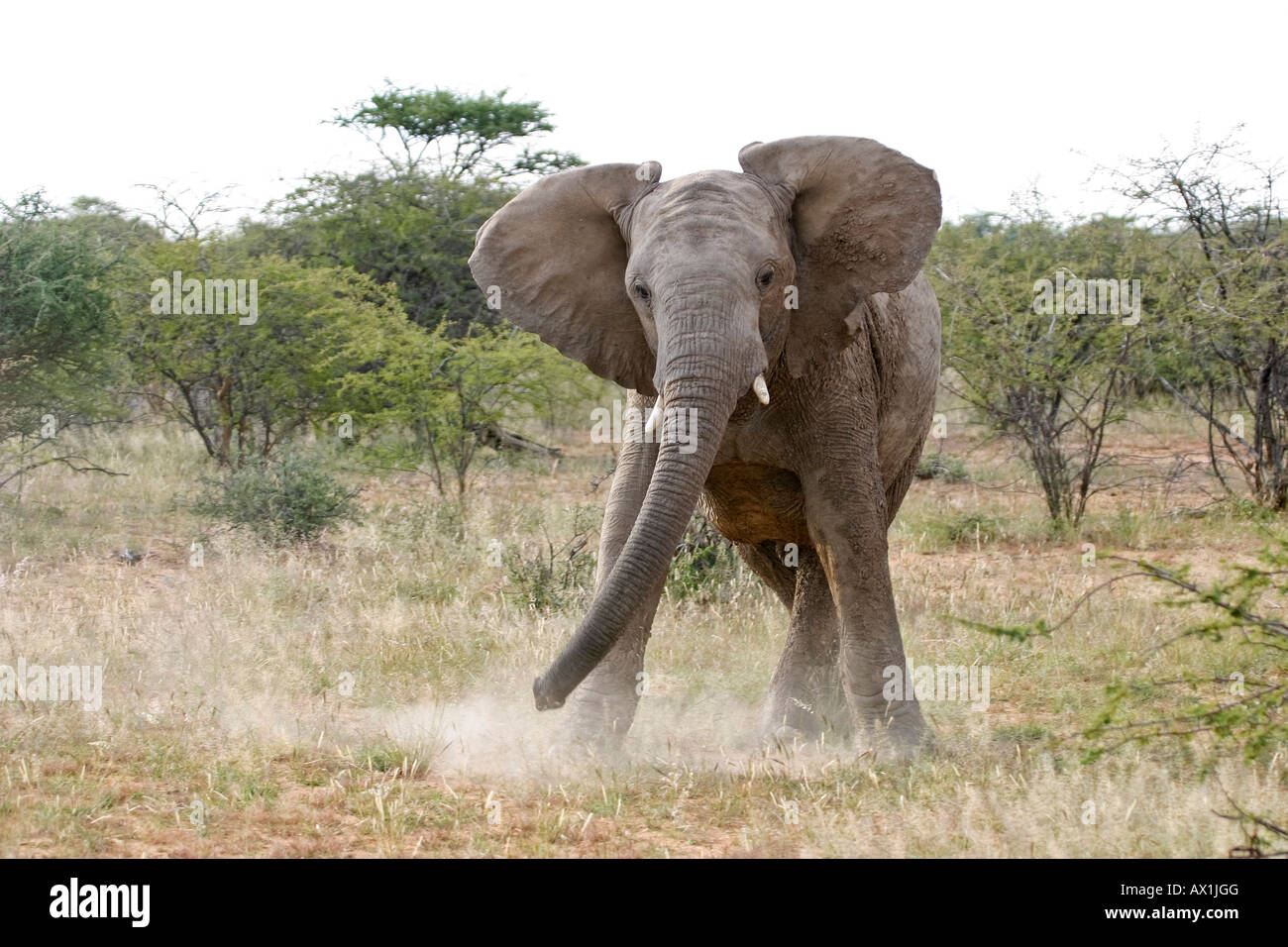 Elephant angry attack hi-res stock photography and images - Alamy