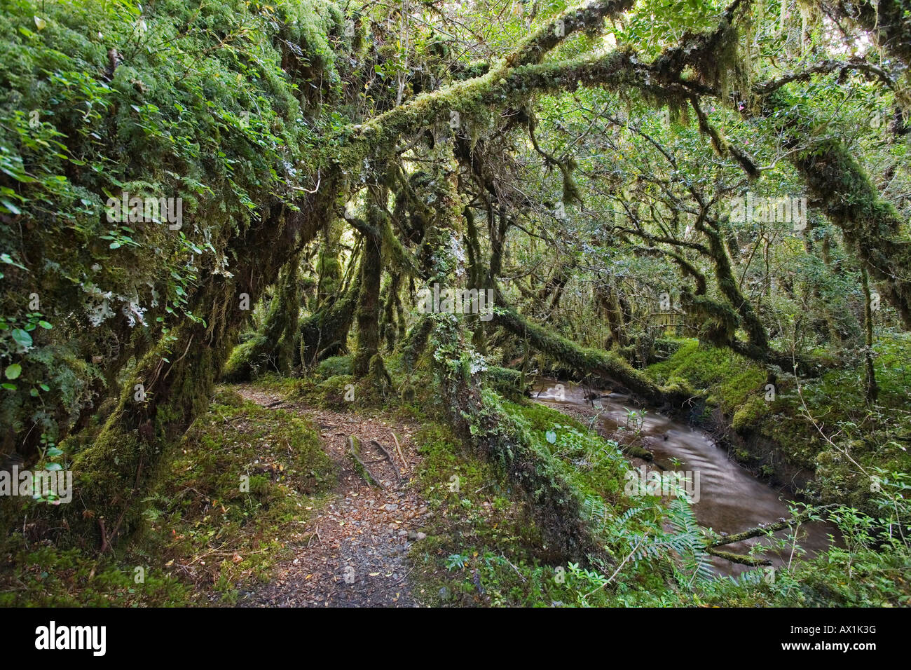 Forest Bosque Encantada, Patagonia, Chile, South America Stock Photo ...