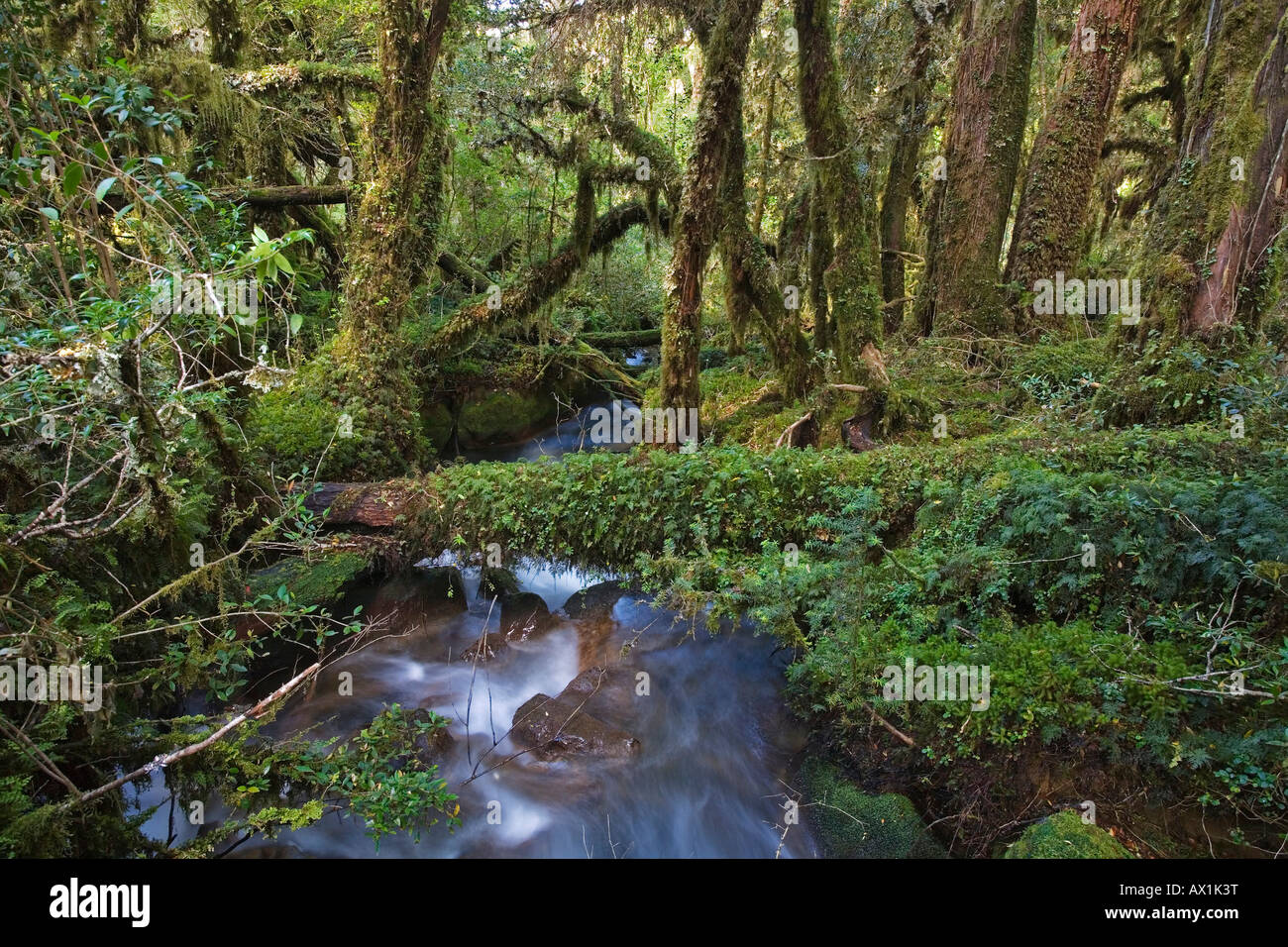 Forest Bosque Encantada, Patagonia, Chile, South America Stock Photo ...