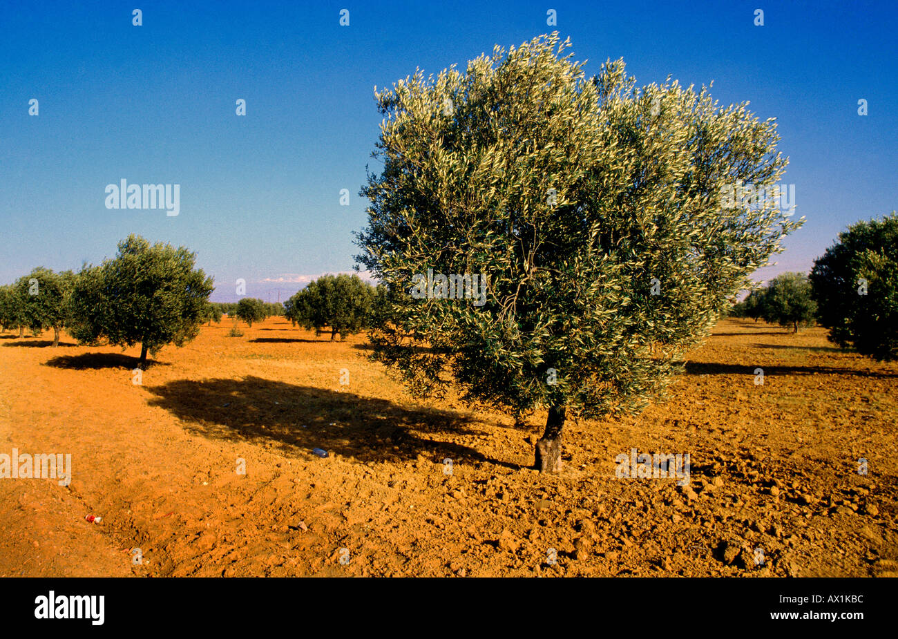 Sahel Tunisia On The Road From Kairouan - Olive Trees Stock Photo - Alamy