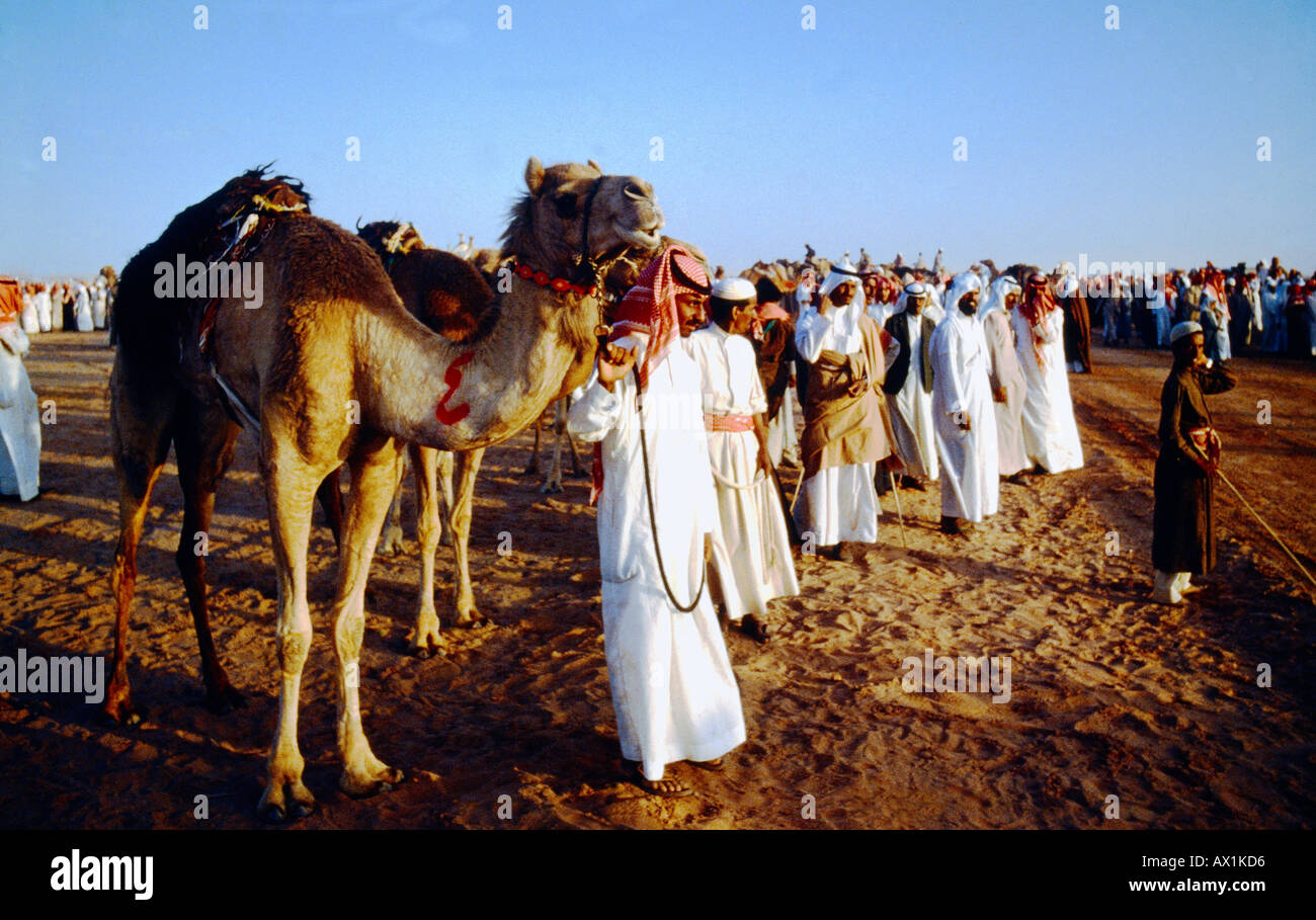 Riyadh camel racing hi-res stock photography and images - Alamy