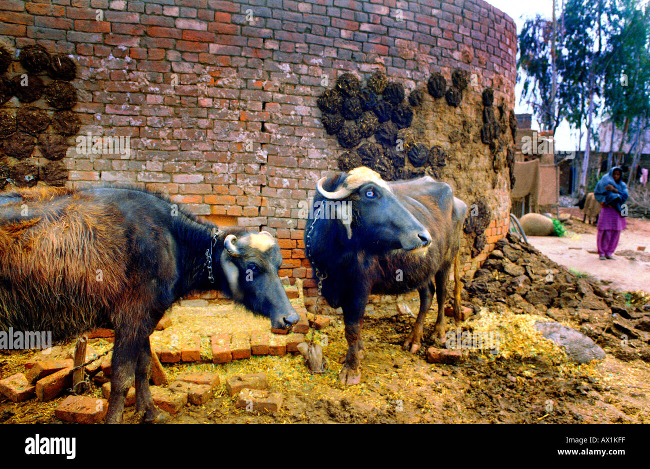 Buffalo dung hi-res stock photography and images - Alamy