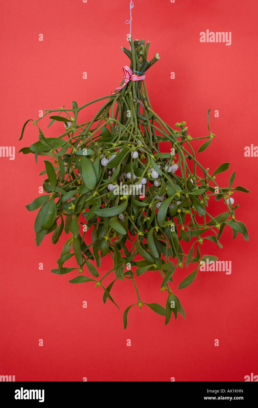 Hanging mistletoe hi-res stock photography and images - Alamy